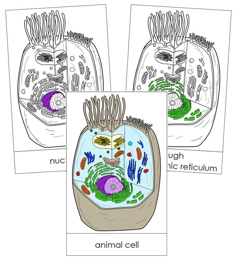 Parts of an Animal Cell Nomenclature Cards Science Printable Montessori ...