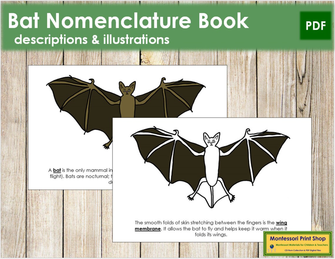 Parts of a Bat Nomenclature Book Montessori Zoology - Etsy