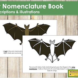 Parts of a Bat Nomenclature Book Montessori Zoology - Etsy