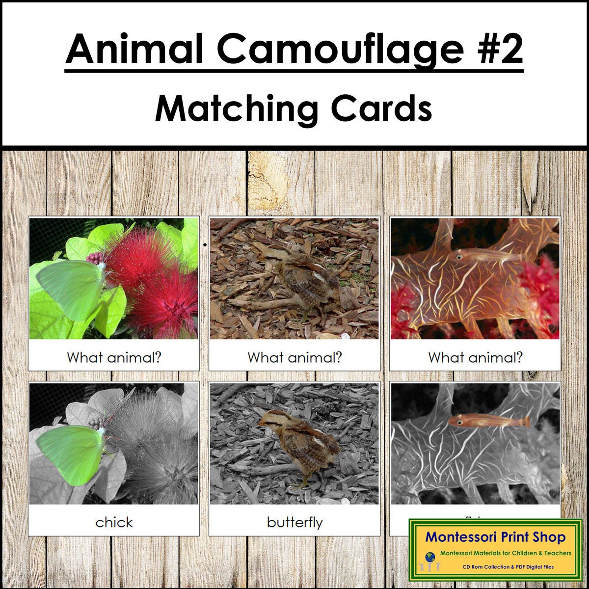 Camouflage Animals For Kids