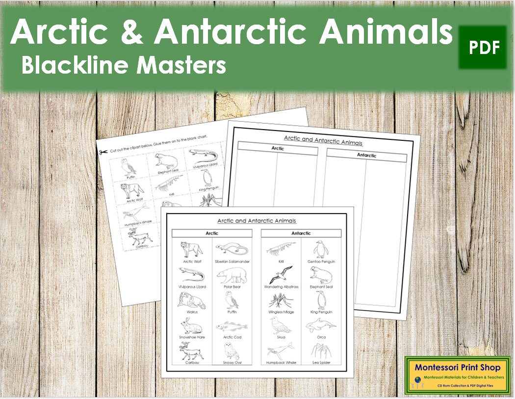 Arctic and Antarctic Animal Sorting blackline Masters - Etsy