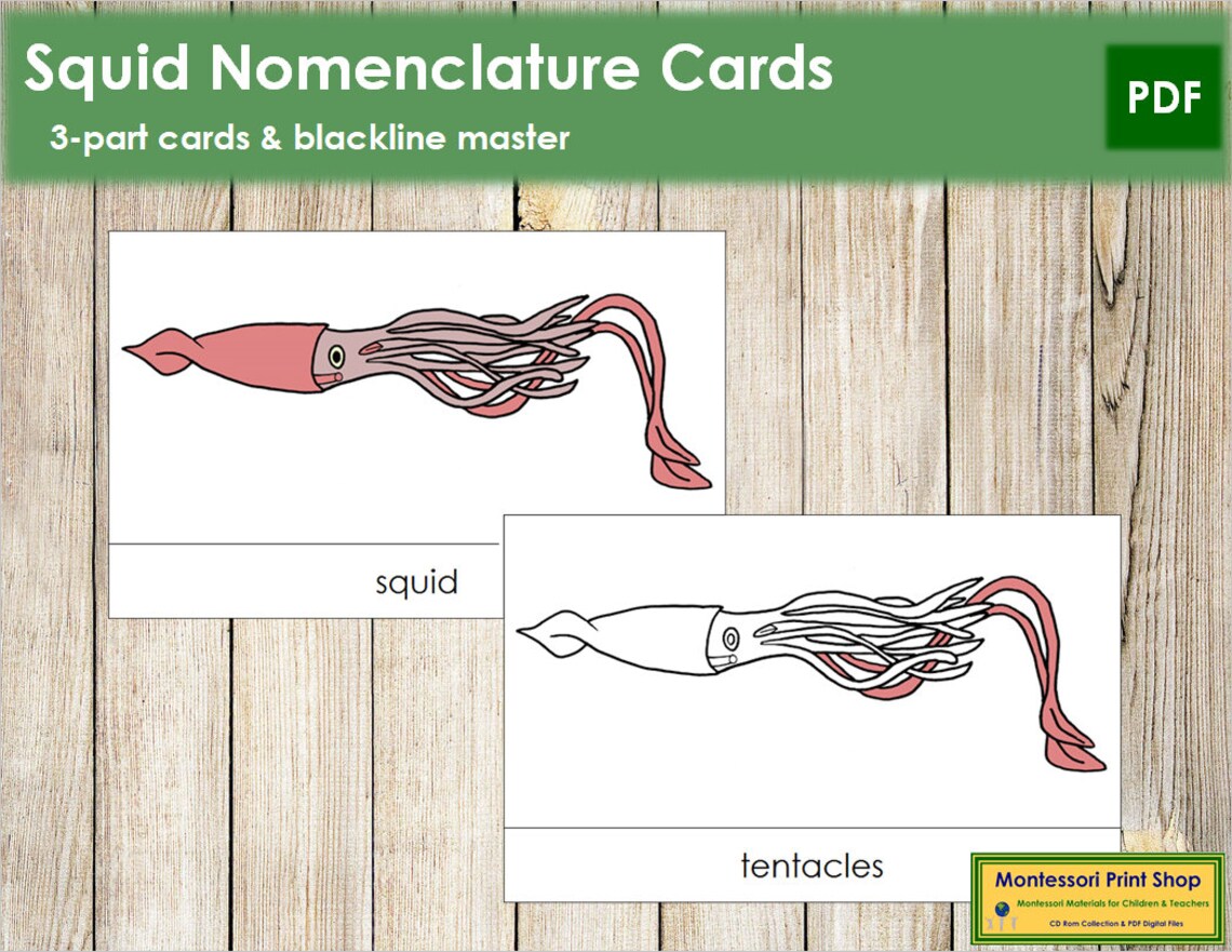 Parts of a Squid Nomenclature 3-part Cards Montessori | Etsy