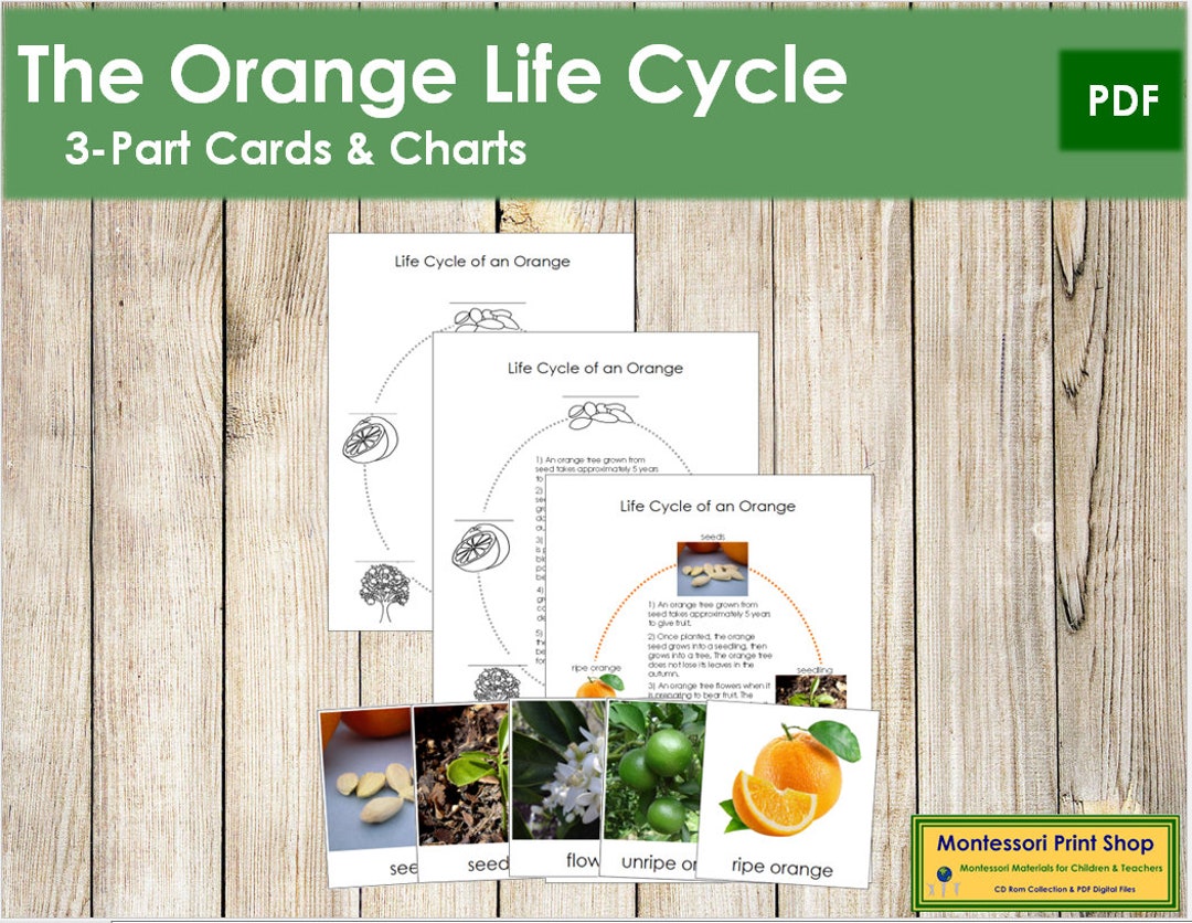 The Orange Life Cycle 3-part Cards & Charts Montessori - Etsy Australia