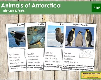 Animals of Asia Facts & Picture Cards color-coded | Etsy