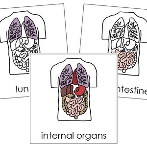 Human Internal Organs Nomenclature 3-part Cards - Science - Printable ...