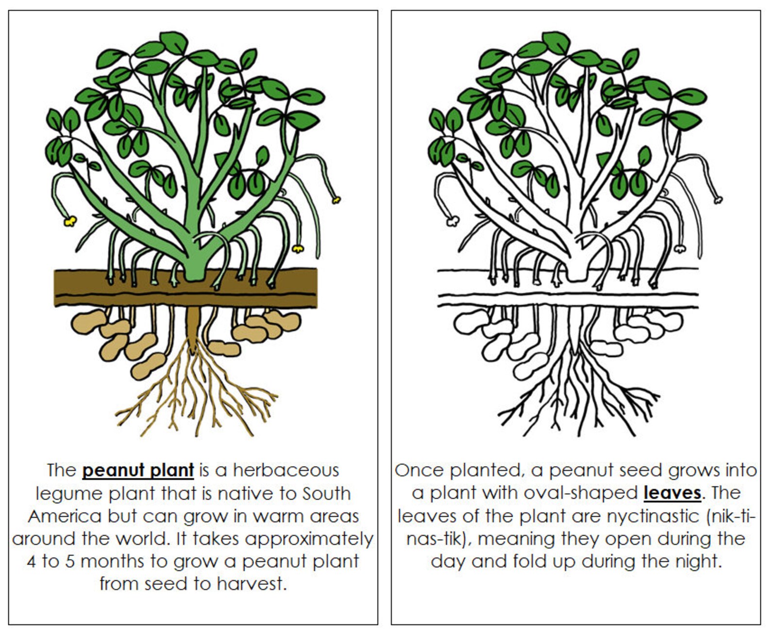 Parts of a Peanut Plant Nomenclature Book Botany Printable - Etsy