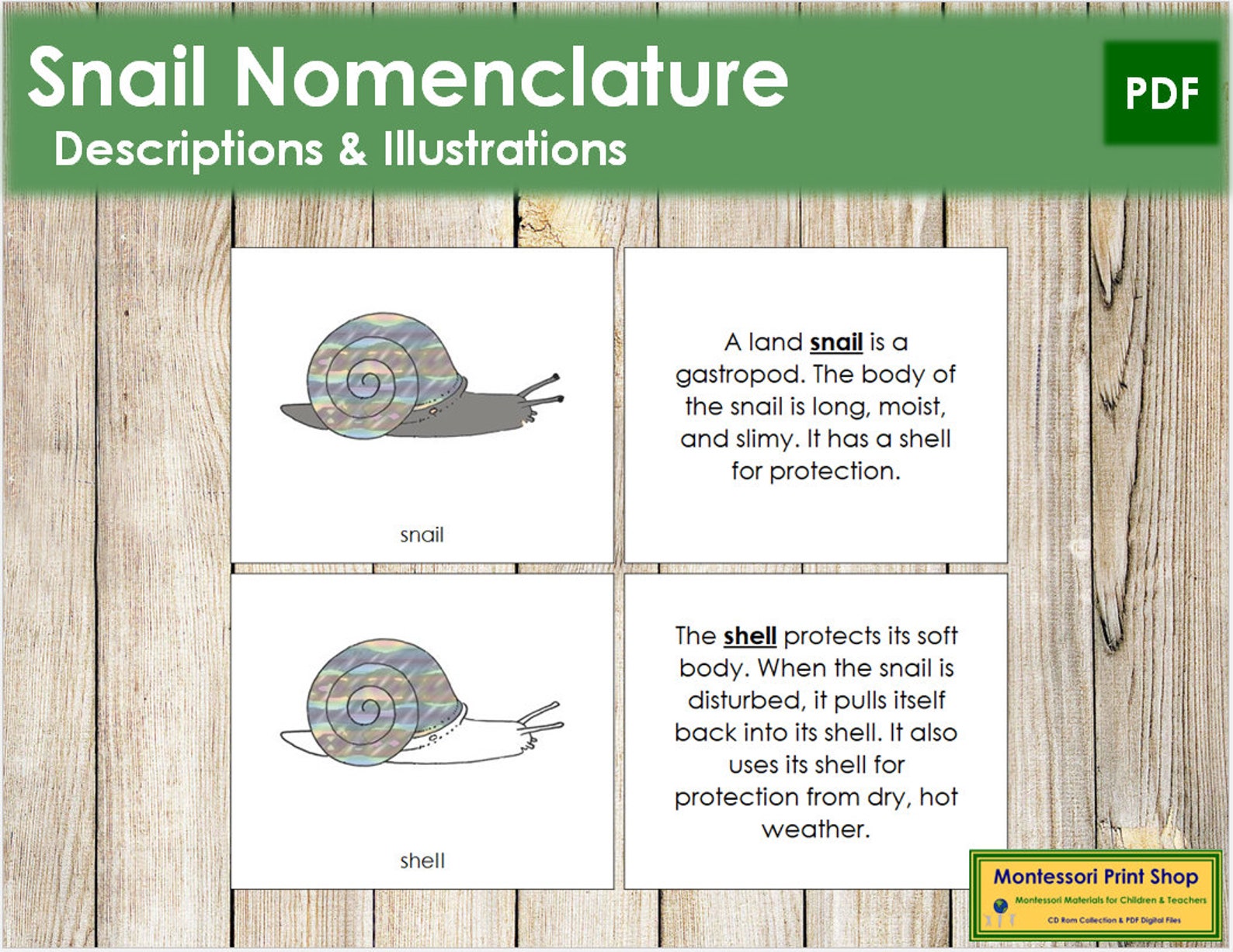 Parts of a Snail Nomenclature Book Montessori Zoology - Etsy Canada
