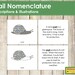 Parts of a Snail Nomenclature Book Montessori Zoology - Etsy Canada