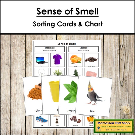 Sense Of Smell Diagram For Kids