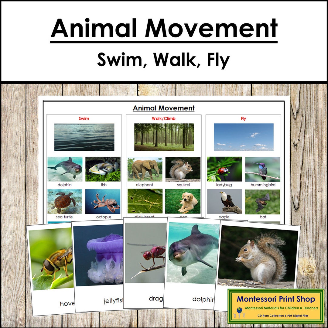 Animal Movement Sorting Cards & Chart [swim, Walk and Fly] - Montessori ...