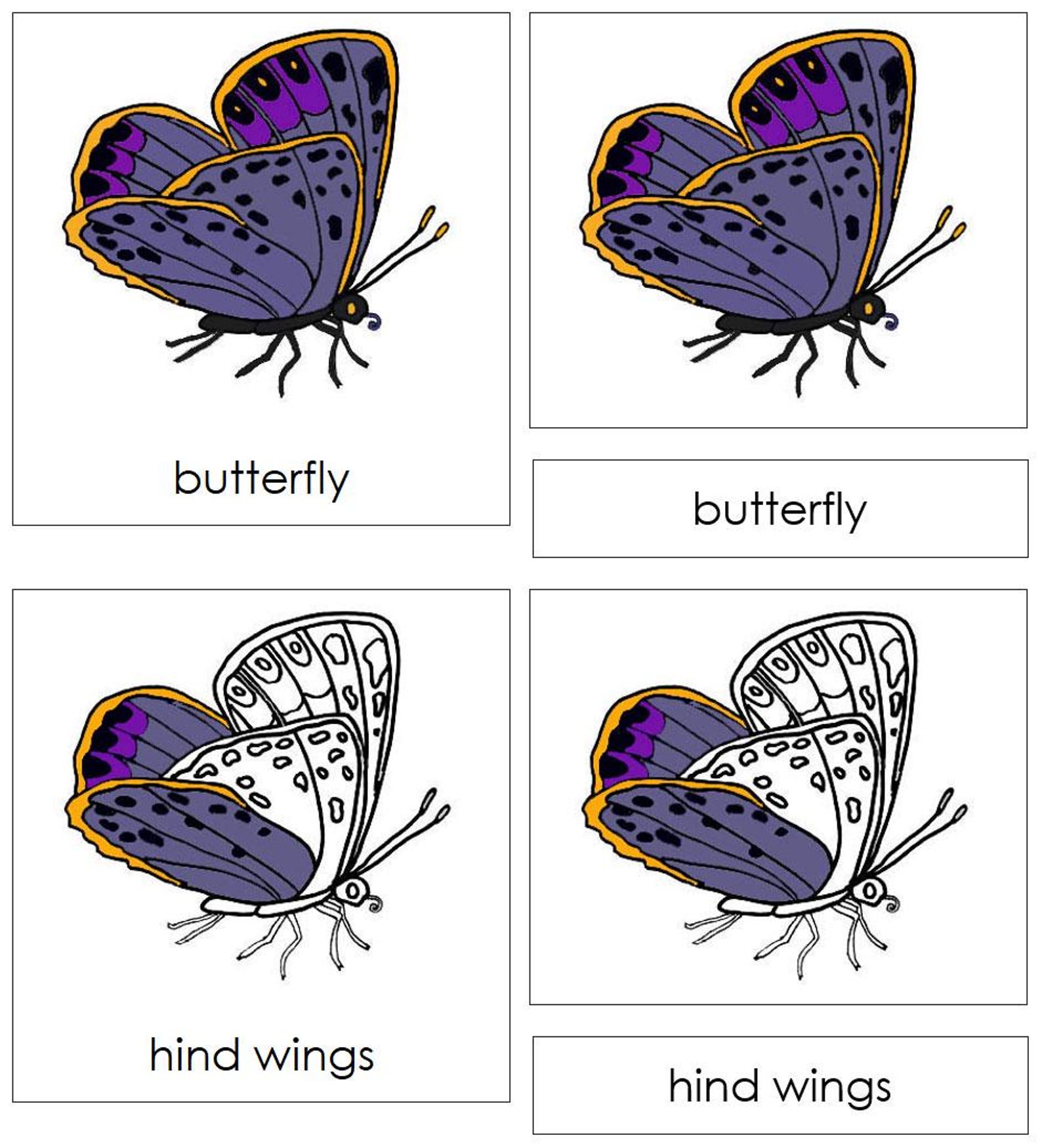 Parts of a Butterfly Nomenclature 3-part Cards & Blackline Master ...
