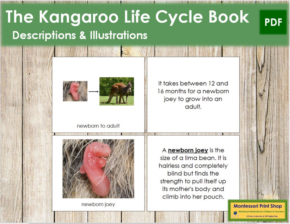The Kangaroo Life Cycle Book Montessori Nomenclature - Etsy