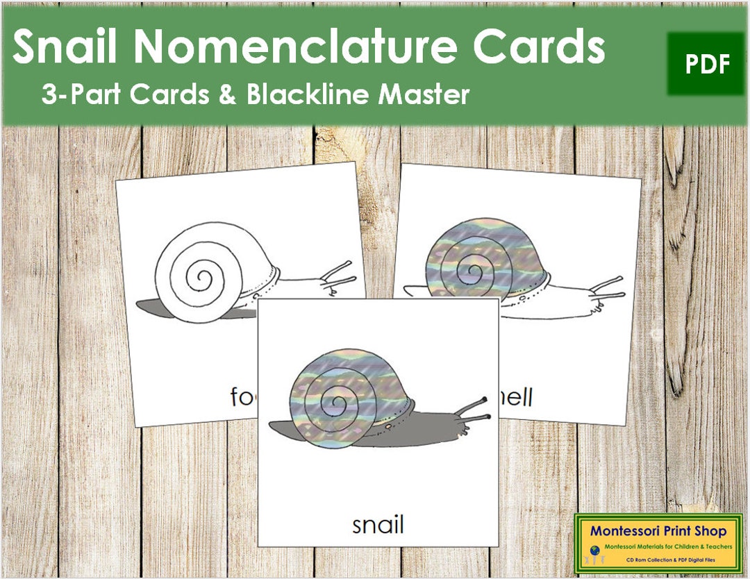 Parts of a Snail Nomenclature 3-part Cards Montessori - Etsy