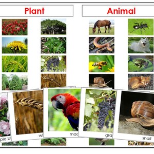 Plant and Animal Sorting Cards & Control Chart - Science - Printable ...