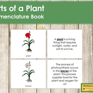 Parts of a Plant Nomenclature Book Montessori Botany - Etsy Canada