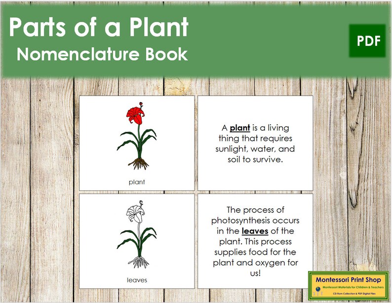 Parts of a Plant Nomenclature Book Montessori Botany - Etsy