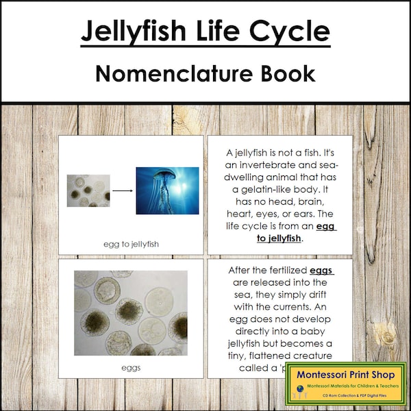 Life Cycle of Jellyfish Printable - Etsy
