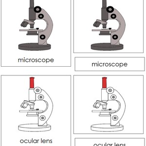 Parts of a Microscope Nomenclature 3-part Cards - Science - Printable ...