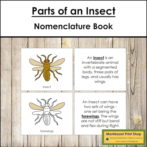 Parts Of An Insect Printable