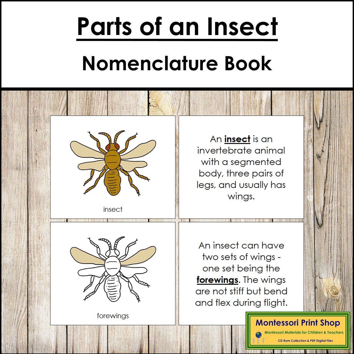 Parts Of An Insect Printable
