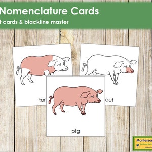 Parts of a Pig Nomenclature 3-part Cards Montessori Zoology | Etsy UK
