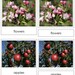 The Apple Life Cycle 3-part Cards & Charts - Montessori Nomenclature ...