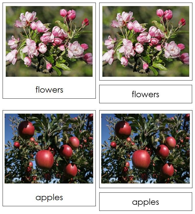 The Apple Life Cycle 3-part Cards, Charts & Blackline Masters ...
