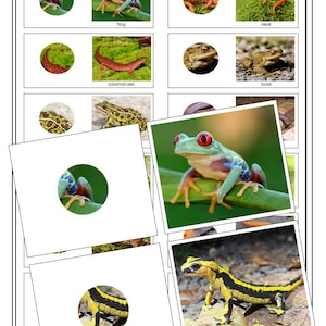 Amphibians Part to Whole Matching Cards & Control Chart - Montessori ...