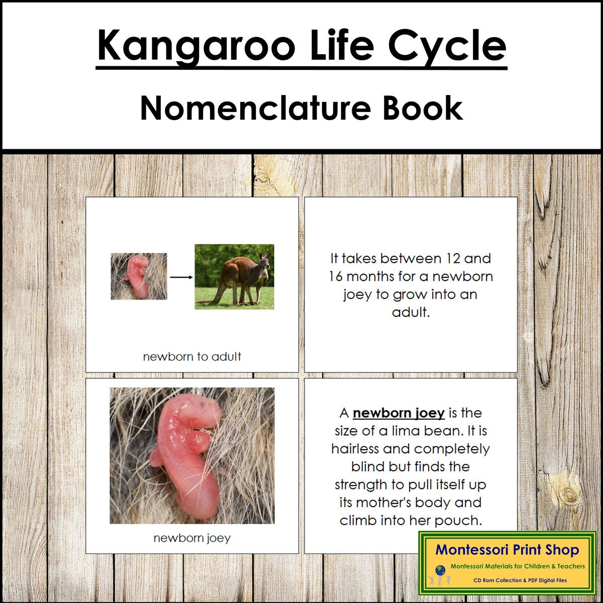 The Kangaroo Life Cycle Book Montessori Nomenclature Printable ...