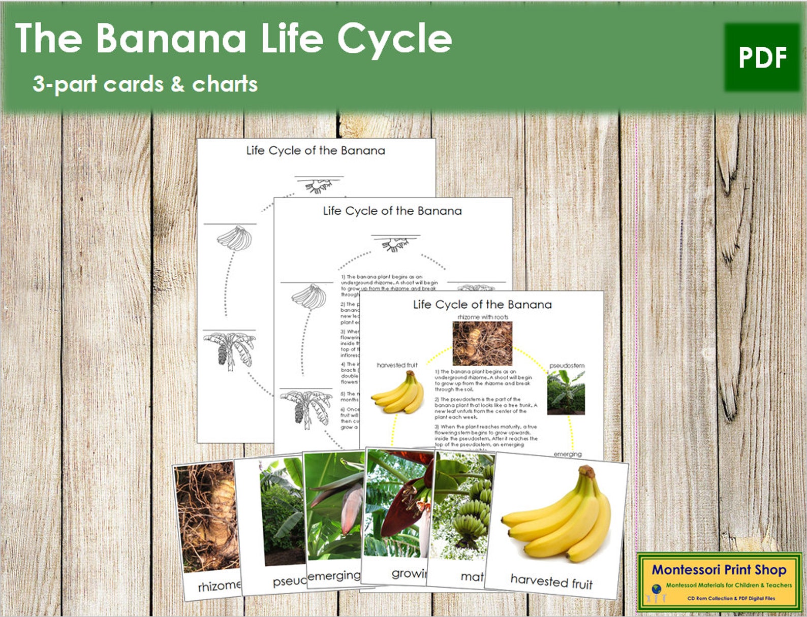 The Banana Life Cycle 3-part Cards & Charts Montessori | Etsy UK