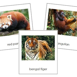 Montessori Animals of Asia 3-part Cards: Geography Continent Cards ...