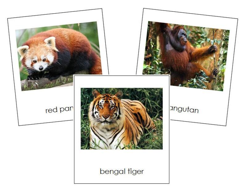 Animals of Asia Montessori Continent Cards Geography - Etsy