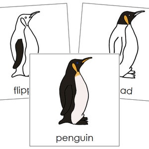 Parts of a Penguin Nomenclature 3-part Cards & Blackline Master ...