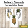Parts of a Tree Nomenclature 3-part Cards - Montessori Botany ...