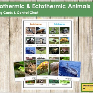 Endothermic and Ectothermic Animals Sorting Cards & Control | Etsy