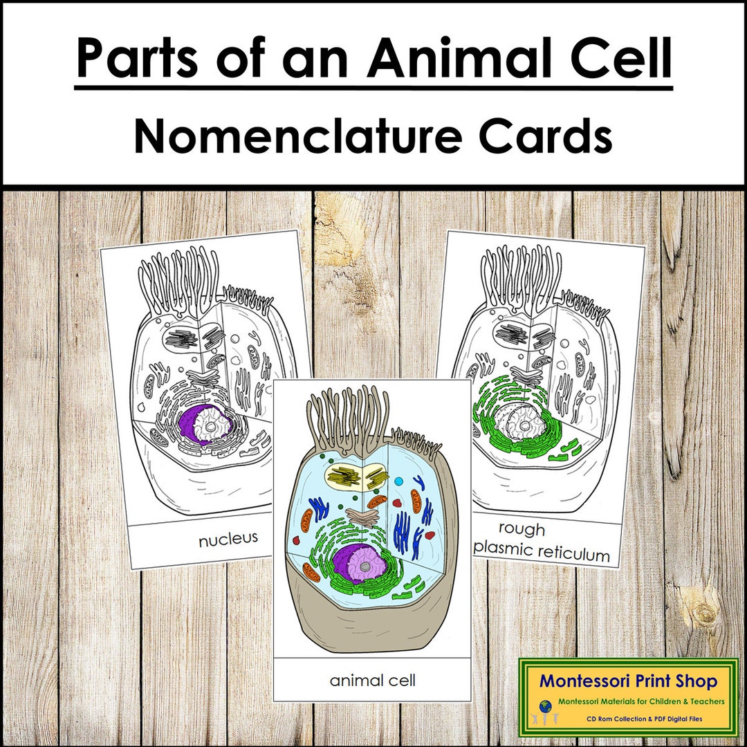 Parts of an Animal Cell Nomenclature Cards - Science - Printable ...