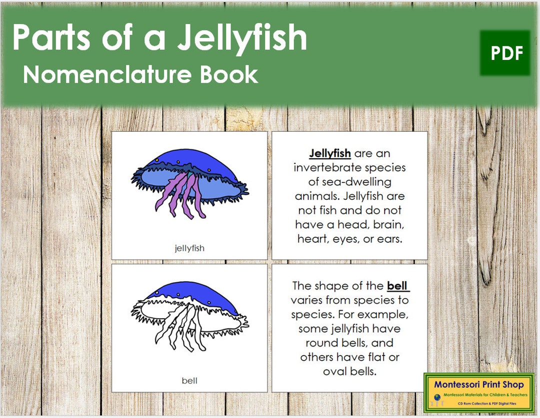 Parts of a Jellyfish Nomenclature Book Montessori Zoology - Etsy