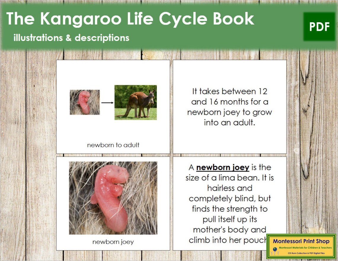 The Kangaroo Life Cycle Book Montessori Nomenclature | Etsy