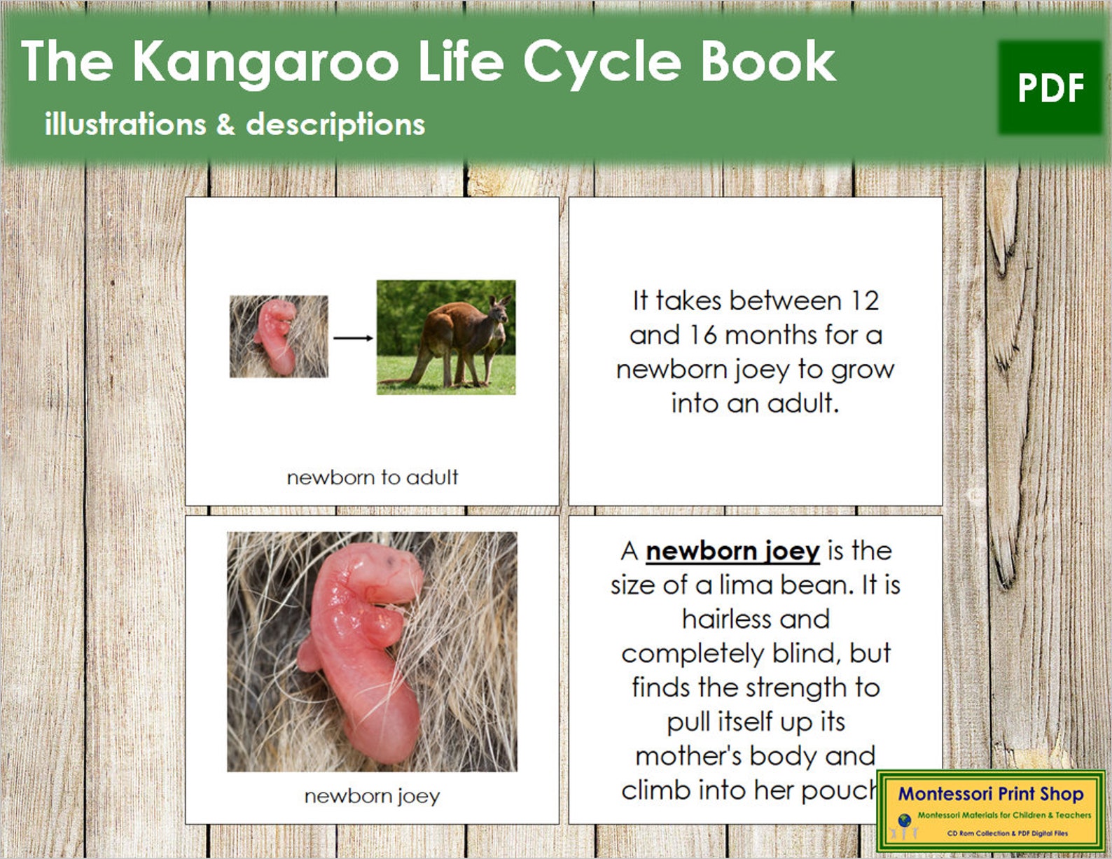The Kangaroo Life Cycle Book Montessori Nomenclature | Etsy