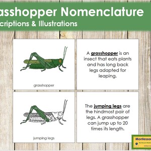 Parts of a Grasshopper Nomenclature Book Montessori Zoology - Etsy