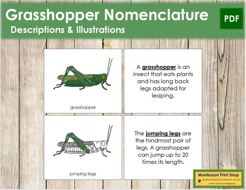 Parts of a Grasshopper Nomenclature Book Montessori Zoology - Etsy