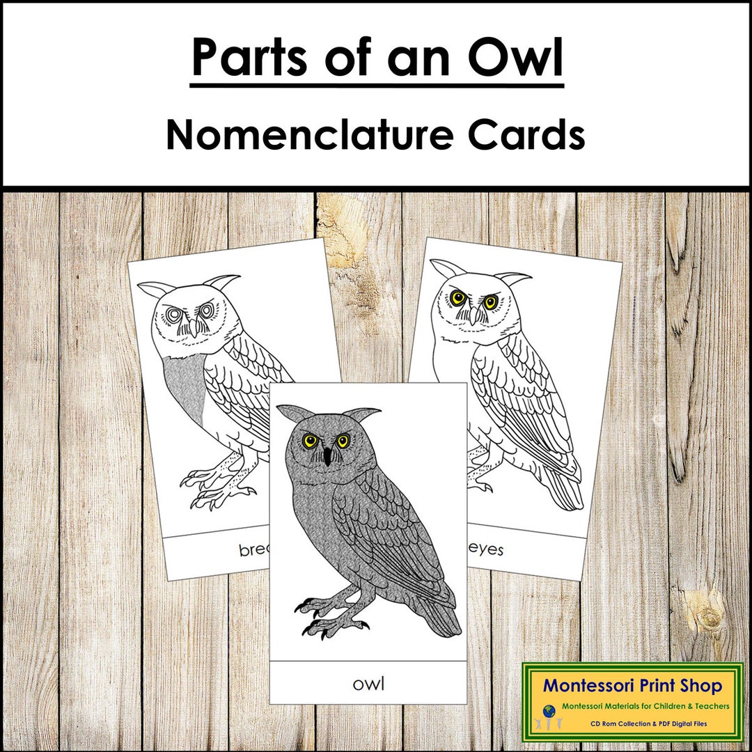 Parts of an Owl Nomenclature 3-part Cards - Montessori Zoology ...