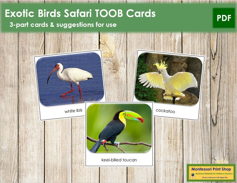 Exotic Birds Safari TOOB Cards Printable Montessori Cards | Etsy