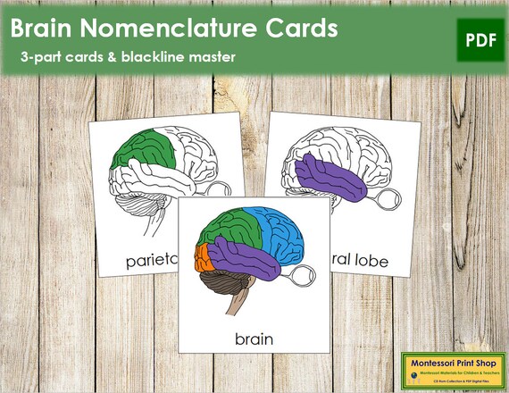 Parts of a Human Brain Nomenclature 3-part Cards Science | Etsy