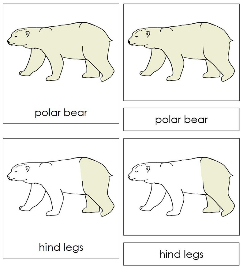 Parts of a Polar Bear Nomenclature 3-part Cards & Blackline Master ...