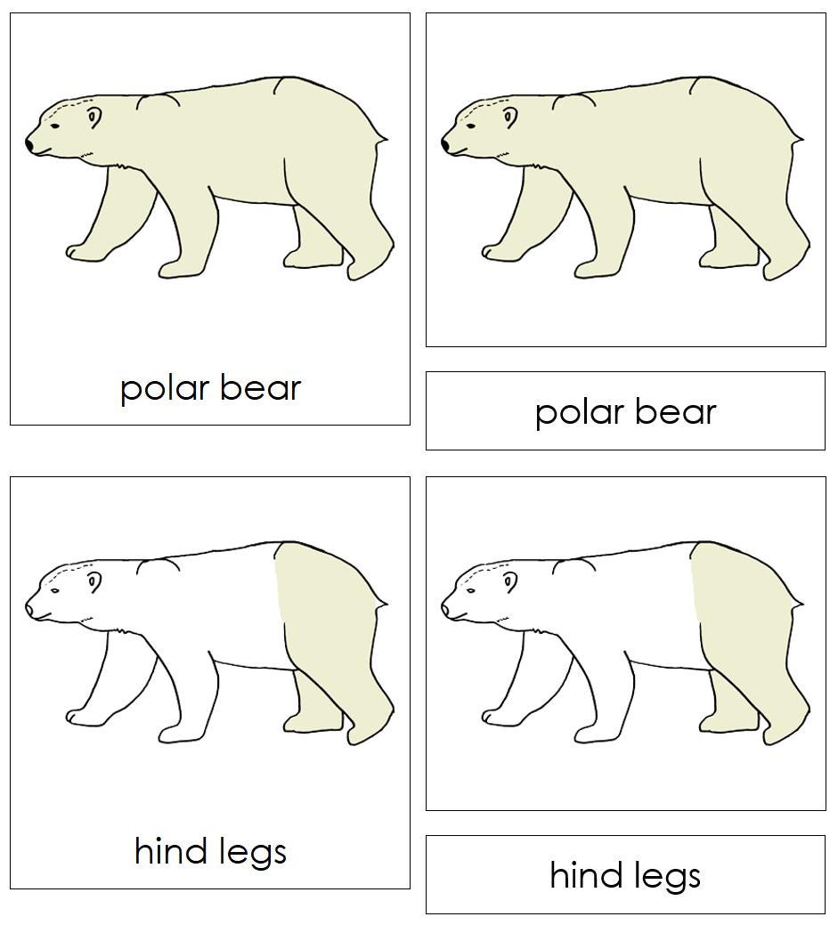 Parts of a Polar Bear Nomenclature 3-part Cards & Blackline Master ...