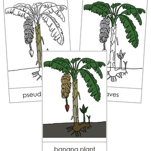 Parts of a Banana Plant Nomenclature 3-part Cards & Blackline Master ...
