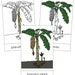 Parts of a Banana Plant Nomenclature 3-part Cards & Blackline Master ...