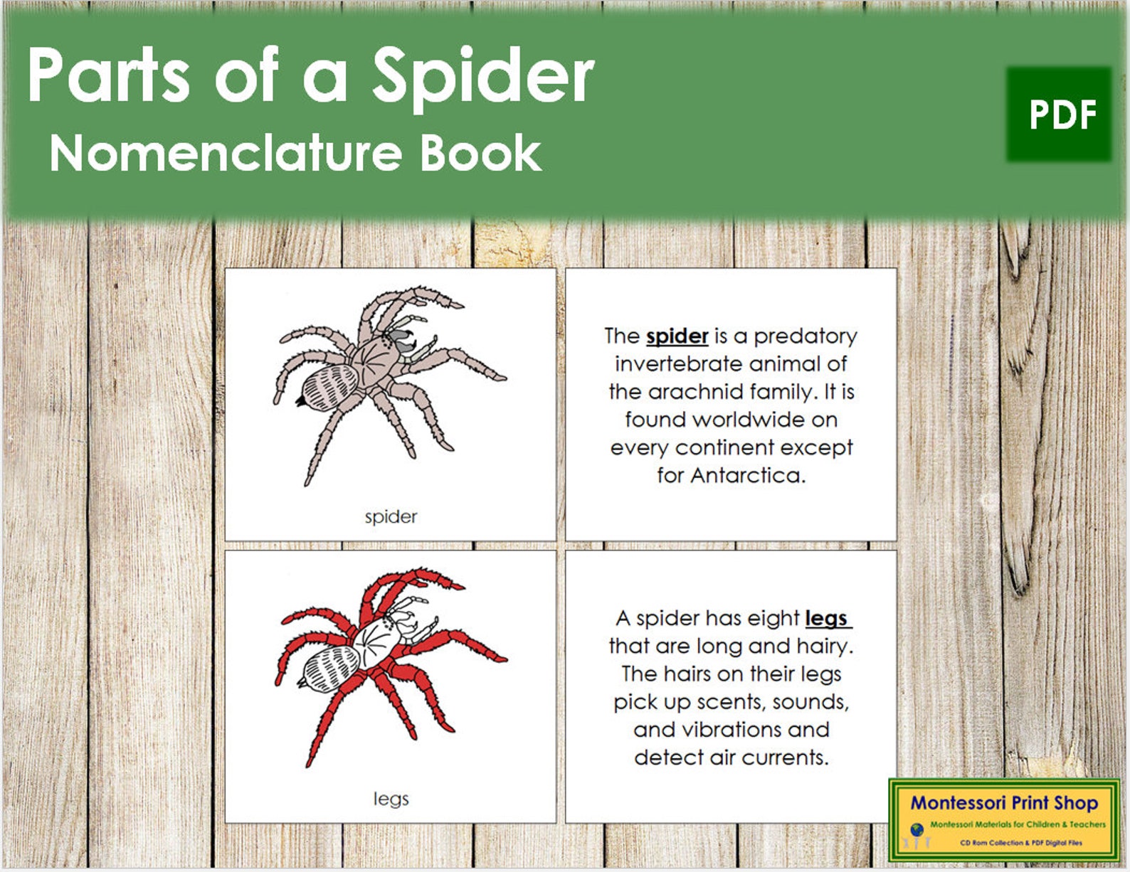 Parts of a Spider Nomenclature Book RED Montessori Zoology - Etsy Canada