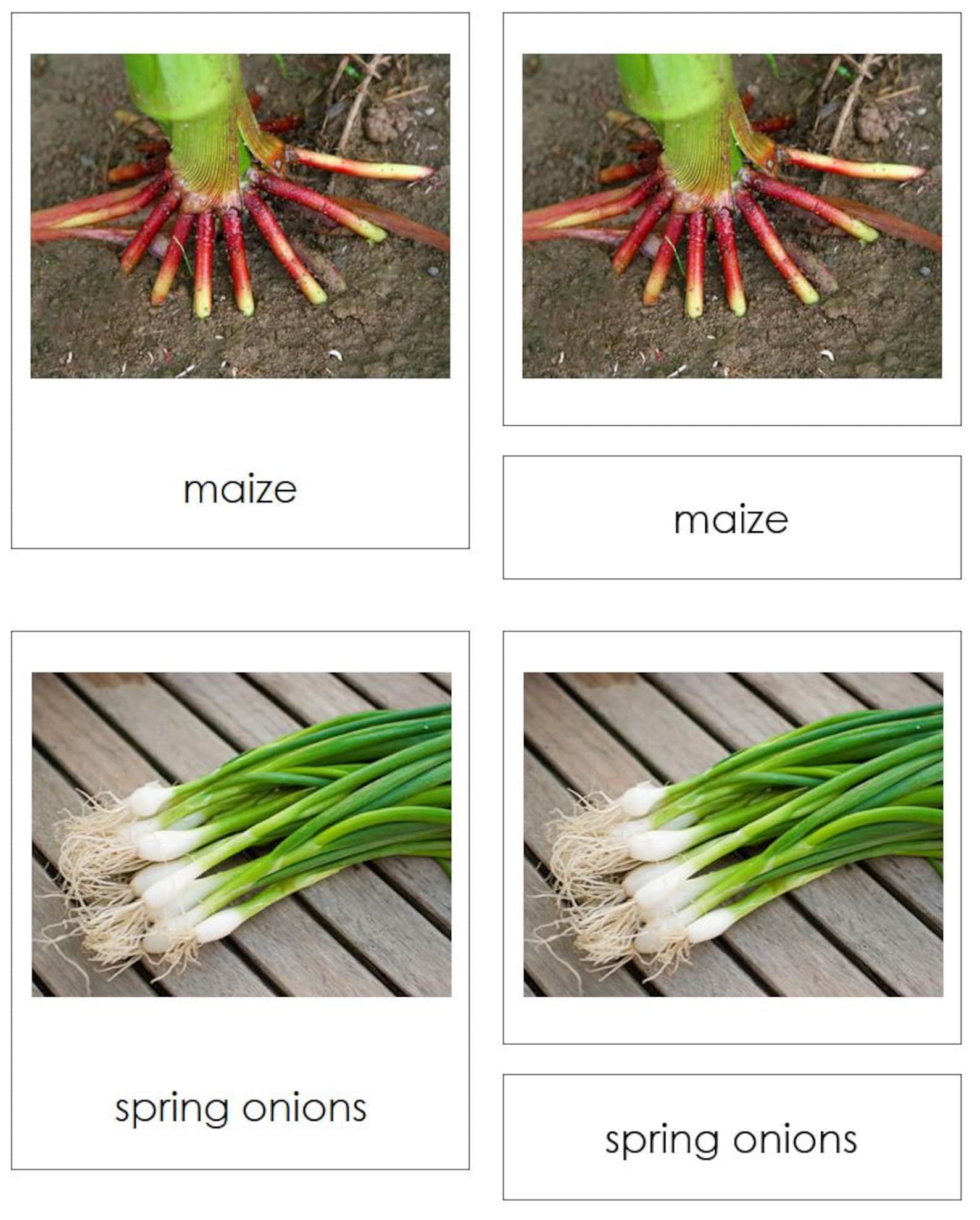 Types of Plant Roots Sorting Cards & Chart - Montessori Botany Activity ...